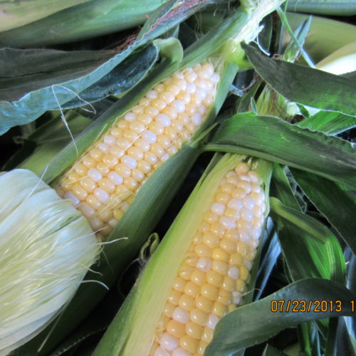 Alvinston Pro Rodeo – Locally Lambton